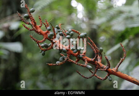 Pacaya palm (Chamaedorea tepejilote Stock Photo - Alamy