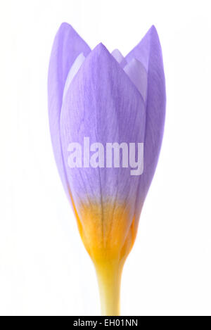 Crocus in front of white background Stock Photo - Alamy