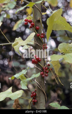 White Bryony (Bryonia dioica) berries in autumn, Ufton Fields Nature ...