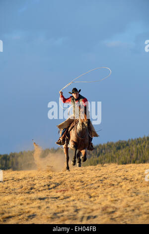 USA, Wyoming, riding cowboy swinging lasso Stock Photo - Alamy