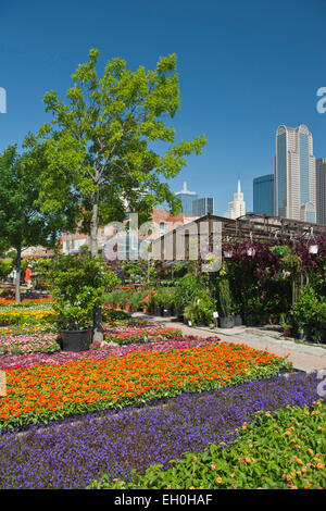 FLOWERS TRAYS FARMERS MARKET DOWNTOWN DALLAS TEXAS USA Stock Photo - Alamy