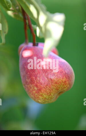 Red Sensation pears growing on tree branch Stock Photo - Alamy