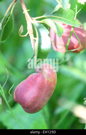 Red Sensation pears growing on tree branch Stock Photo - Alamy