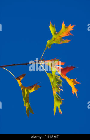 Pinchot Sycamore, Pinchot Sycamore Park, Simsbury, Connecticut Stock ...