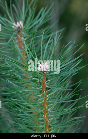 young pine tree shoot Stock Photo - Alamy