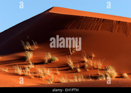 Sand dune covered with tufts of grass, evening light, Namib Desert ...