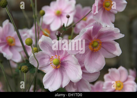 Pink Japanese Anemone flowers Stock Photo - Alamy