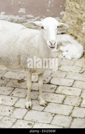 Sheep farm in captivity, detail of some animals to produce wool and ...