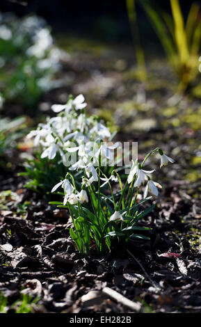 British Snowdrop in spring and full flower Stock Photo - Alamy