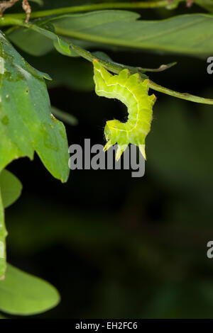 Sprawler, caterpillar, Sphinxeule, Sphinx-Eule, Herbst-Rauhaareule ...