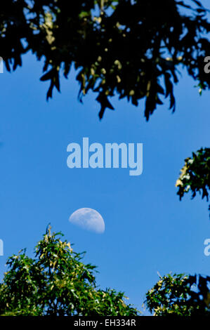Moonrise through trees Stock Photo - Alamy