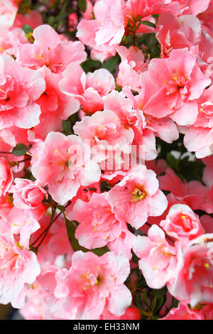 Vibrant Red Rhododendron Flowers Blooming in Spring Sunlight. Stock ...