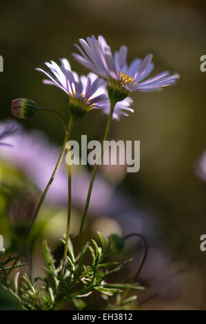 Swan River Daisy Brachycome iberidifolia also called Blue Brachicome ...