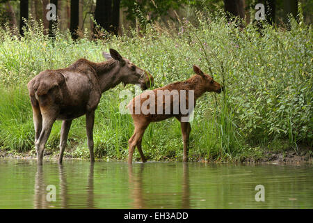 Female Moose (Alces alces) and calf at the edge of coniferous forest ...