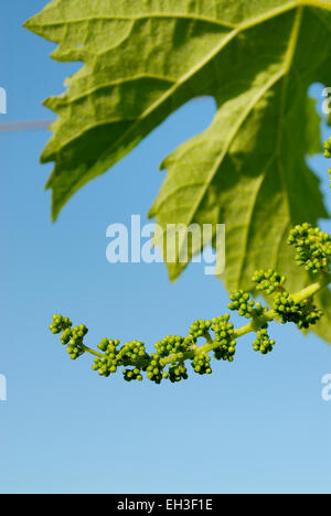 Cluster of grape buds on vine in spring, shortly before flowering Stock ...