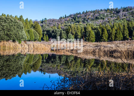 A variety of trees and reeds around Doane Pond. Palomar Mountain State ...