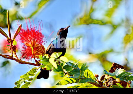 Purple sun bird, Male purple sun bird, purple bird, small bird, sharp ...