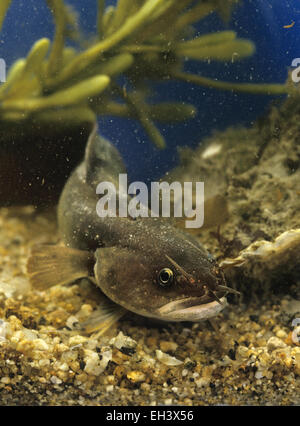 Five-Bearded Rockling (Ciliata mustela) and Four-Bearded Rockling ...