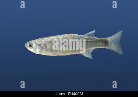 Thick Lipped Mullet (Chelon labrosus) , Adult, Shoal ,Bristol Aquarium ...