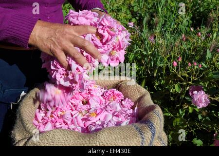 France, Alpes Maritimes, Grasse, Centifolia rose picking in the ...
