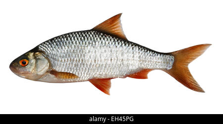 Roach, rutilus rutilus Stock Photo - Alamy