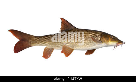 barbel / Barbus barbus Stock Photo - Alamy