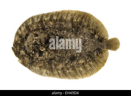 Zeugopterus punctatus, topknot fish Stock Photo - Alamy