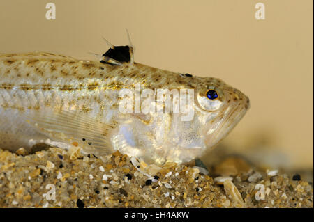 Lesser Weever Fish Echiichthys vipera Stock Photo: 58330709 - Alamy