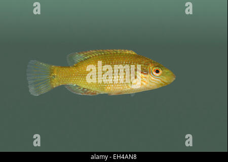 Corkwing Wrasse (Symphodus melops Stock Photo - Alamy
