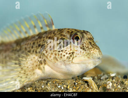 Shanny Common blenny Lipophrys pholis Wales UK Europe Stock Photo - Alamy