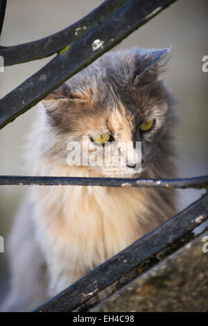 House cat behind a banister rail Stock Photo - Alamy