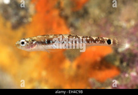 Swimming Goby, two-spotted goby (Gobiusculus flavescens), Other Animals ...