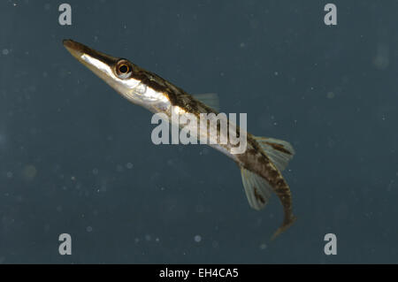 Fifteen-spined Stickleback - Spinachia spinachia Stock Photo - Alamy
