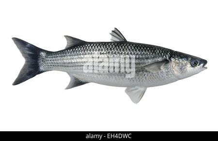 Thick lipped Grey mullet chelon labrosus swimming in shallow water ...