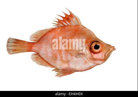Boar Fish - Capros aper Stock Photo - Alamy