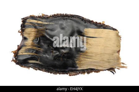 Common Skate (Dipturus batis) 'Mermaid's Purse' eggcase (collection ...