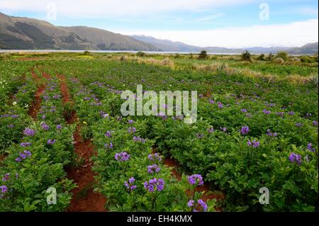 Peru, Cuzco region, Acomayo province, 4 lagunas, Pomacanchi lake Stock ...