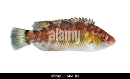 Centrolabrus exoletus, or Rock Cook Wrasse, also known as Small-Mouthed ...