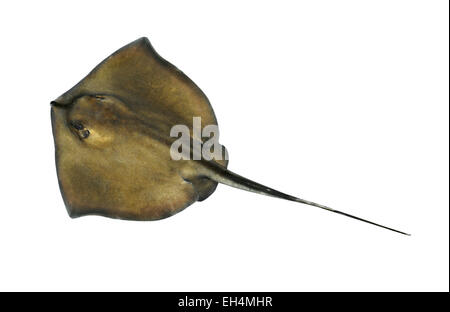 Dasyatis pastinaca, common stingray Stock Photo - Alamy
