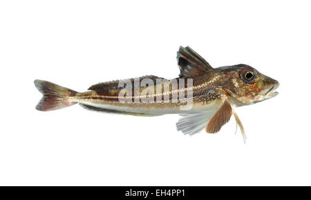 Grey Gurnard fish Eutrigla gurnardus isolated on a white studio ...