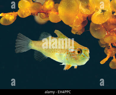 Lumpsucker Cyclopterus lumpus Stock Photo - Alamy