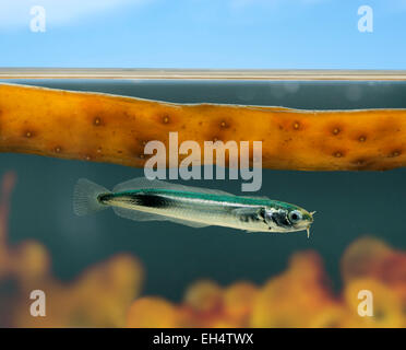 Shore Rockling - Gaidropsarus mediterraneus Stock Photo - Alamy