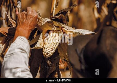 Ecuador, Imbabura, Chilcapamba, Ecuadorian farmer in his maize field at ...