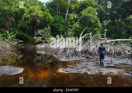 Gabon, Ogooue Maritime Province, Loango National Park, Akaka site in ...