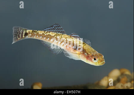 Swimming Goby, two-spotted goby (Gobiusculus flavescens), Other Animals ...