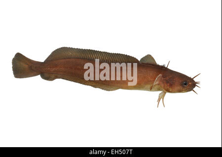 Five bearded Rockling (Ciliata mustela), drawing Stock Photo - Alamy