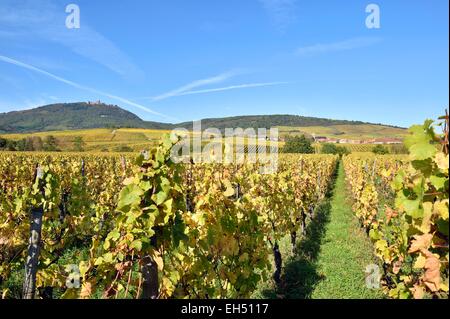 France, Haut Rhin, on the Wine Road of Alsace, Rodern village and Haut ...