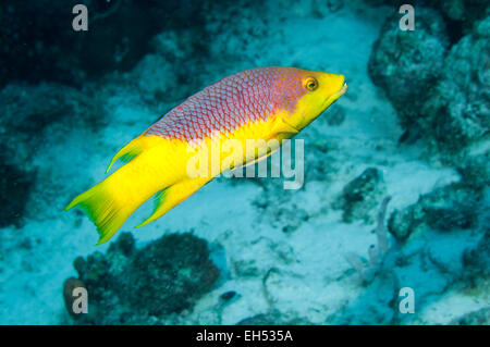 Spanish Hogfish (Bodianus rufus Stock Photo - Alamy