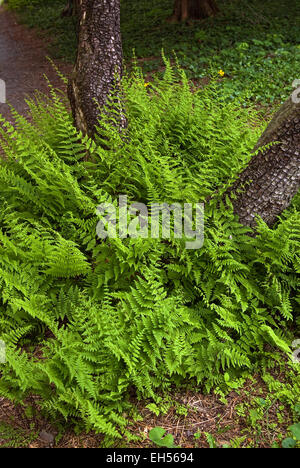 bulblet fern (Cystopteris bulbifera Stock Photo - Alamy