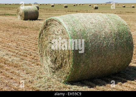 Freshly cut and baled round hay bales in a small farmers field Stock ...